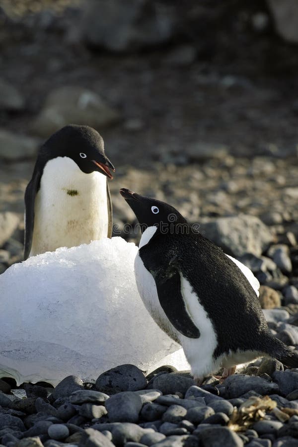 Adelie Penguin stock image. Image of cold, penguin, polar - 23441547
