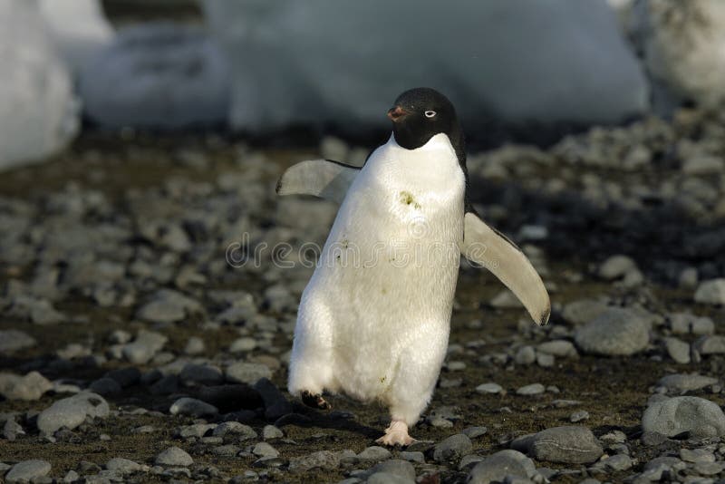 Adelie Penguin stock photo. Image of penguin, polar, pole - 23440698