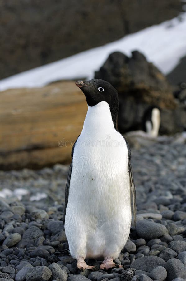 Adelie Penguin stock image. Image of cold, penguin, polar - 23441547