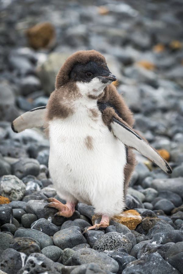 Adelie Penguin Chick Standing with Raised Flippers Stock Photo - Image ...