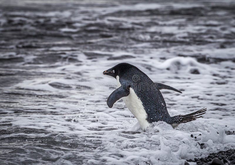 Adele Penguin Fights the Waves To Enter the Sea Stock Image - Image of ...