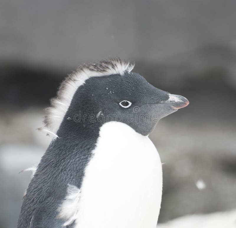 Adelie Penguin - Mohawk (iroquois). Stock Photo - Image of adventure ...