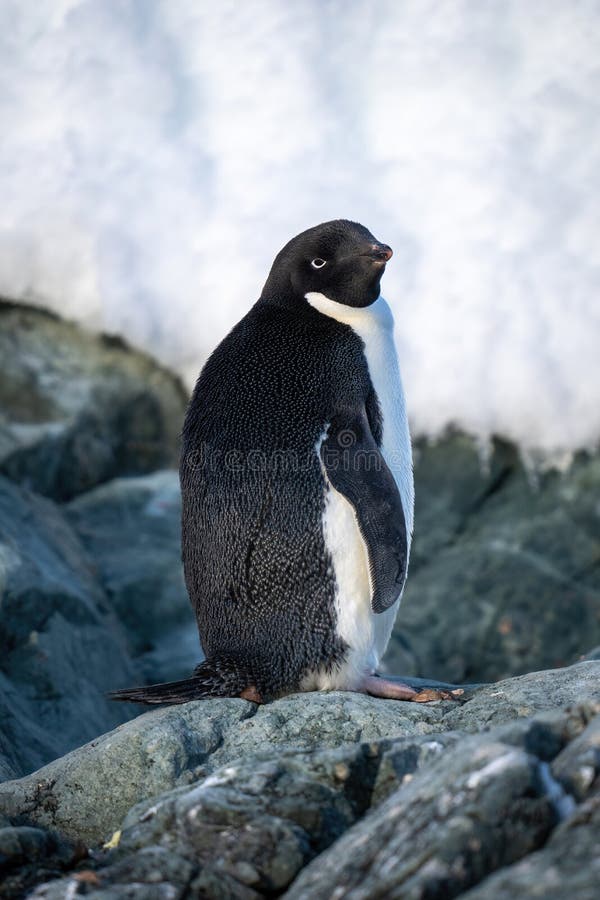 Adelie Penguin Stands on Rock Turning Head Stock Image - Image of ...