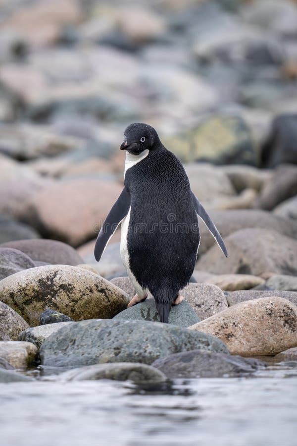 Adelie Penguin Stands on Rocks Looking Back Stock Photo - Image of ...