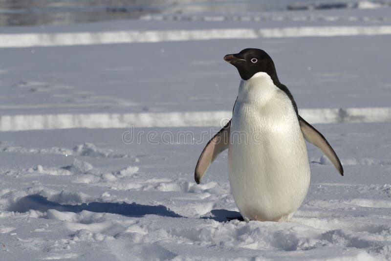 Adelie Penguin Screaming on the Beach. Stock Image - Image of ...