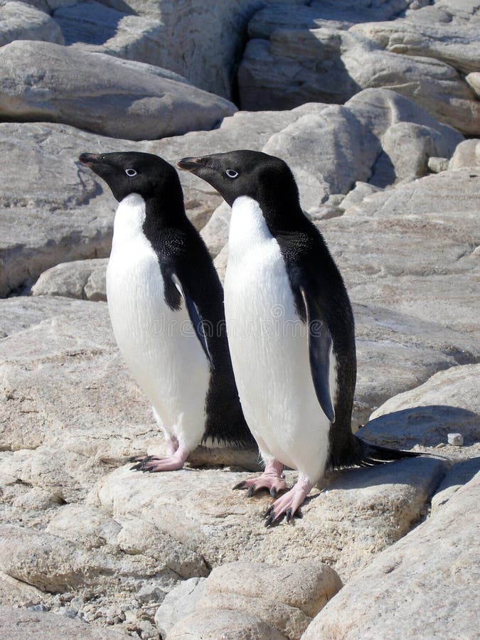 Adelie Penguin, Antarctica stock photo. Image of adelie - 3793816