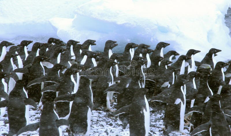 Adelie Penguins, Jumping into the Ocean Stock Photo - Image of diving ...