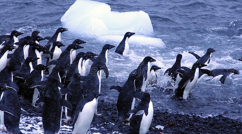 Adelie Penguins, Jumping into the Ocean Stock Image - Image of swimming ...