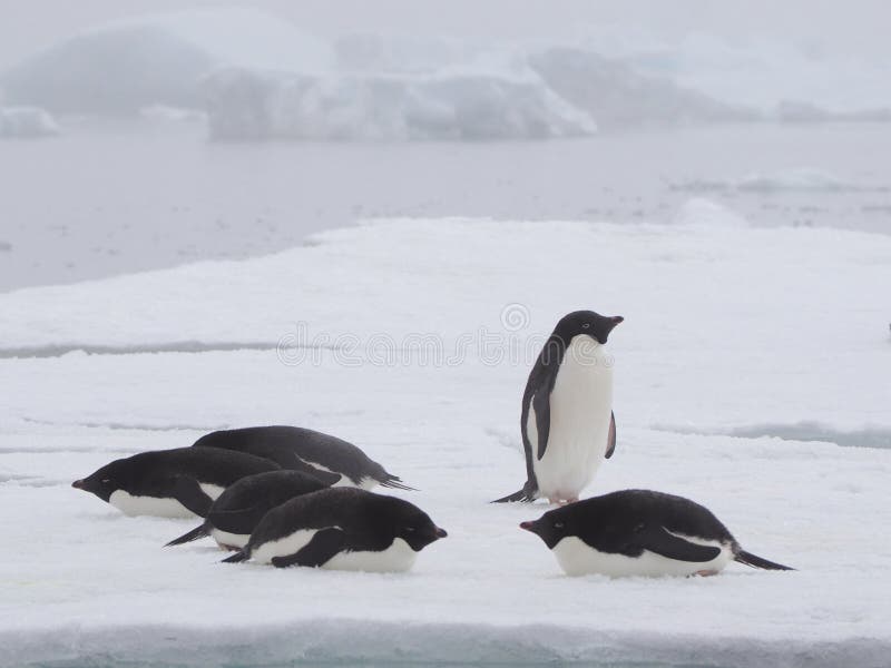 Adelie Penguin Screaming on the Beach. Stock Image - Image of ...