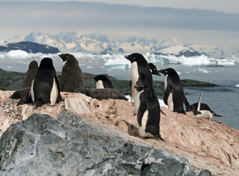 Adelie-Pinguin-Kolonie stockbild. Bild von antarktisch - 84820089