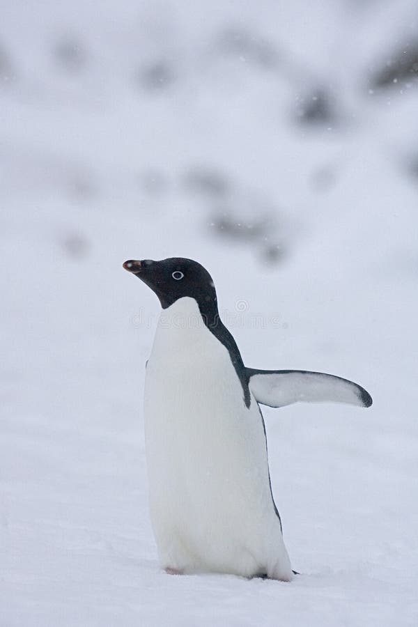 Adelie Pingwin, Adelie Pinguin, Pygoscelis Adeliae Zdjęcie Stock ...