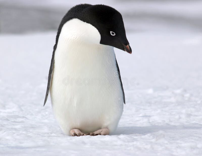 Adelie Penguin stock photo. Image of south, adelie, snow - 13169814