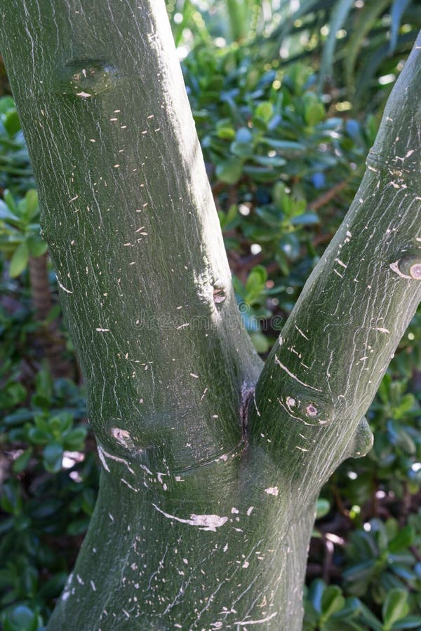 Adenia Fruticosa Caudex Tree Trunk Close Up Stock Image - Image of ...