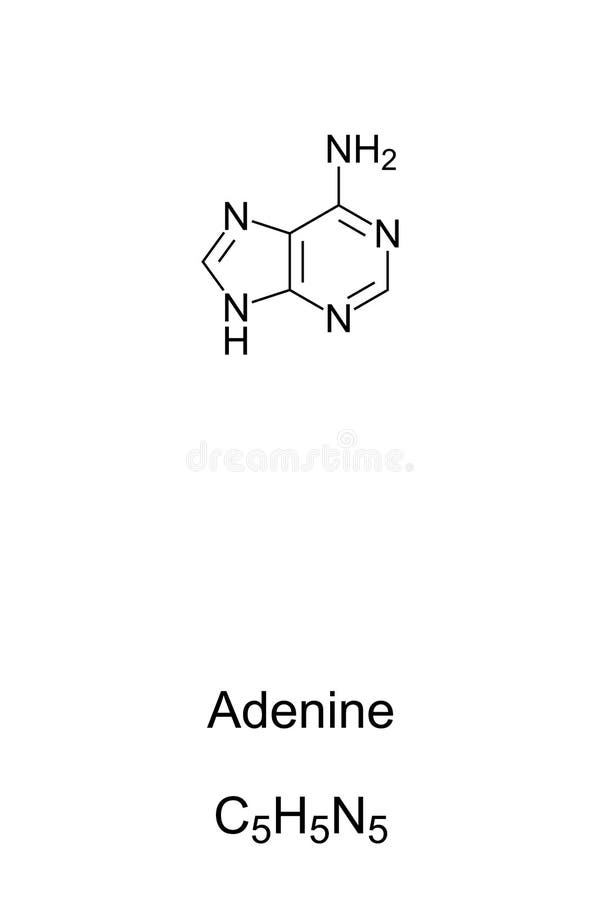 Adenine chemical formula stock vector. Illustration of molecule - 150248221