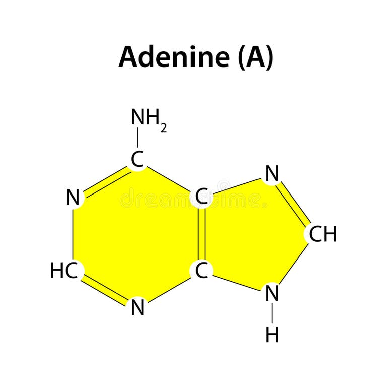 Adenine is One of the Bases of the DNA Stock Vector - Illustration of ...