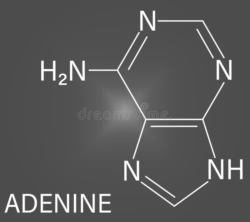 Adenine Purine Nucleobase Molecule Base Present In Dna And Rna Skeletal Formula Stock Vector
