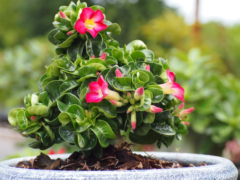 Adenium Available in Thailand Stock Photo - Image of adenium ...