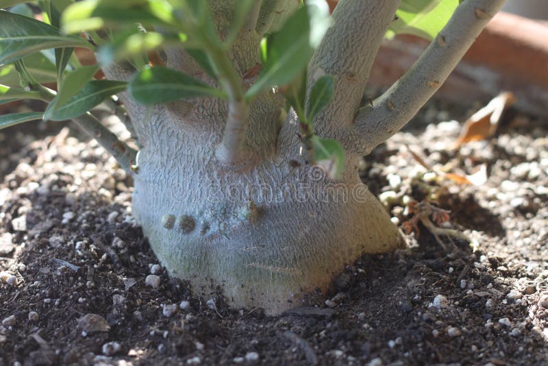 Adenium caudex 0414 stock photo. Image of botany, delicate - 191444650