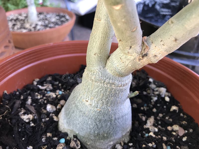 841 Caudex Stock Photos - Free & Royalty-Free Stock Photos from Dreamstime