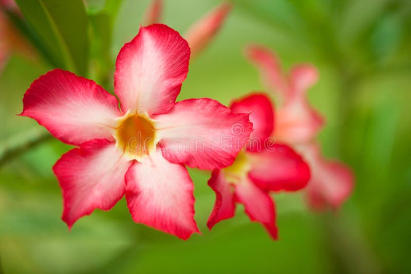 Desert Rose Flower Background Stock Photo - Image of greem, adenium ...