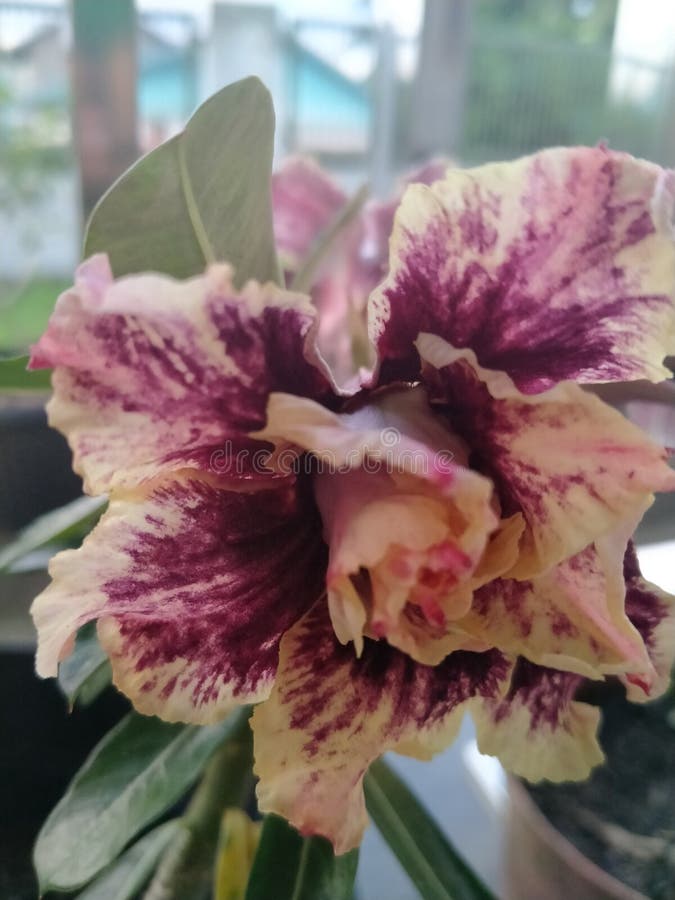 Adenium Flower stock image. Image of garden, leaf, color - 277704277