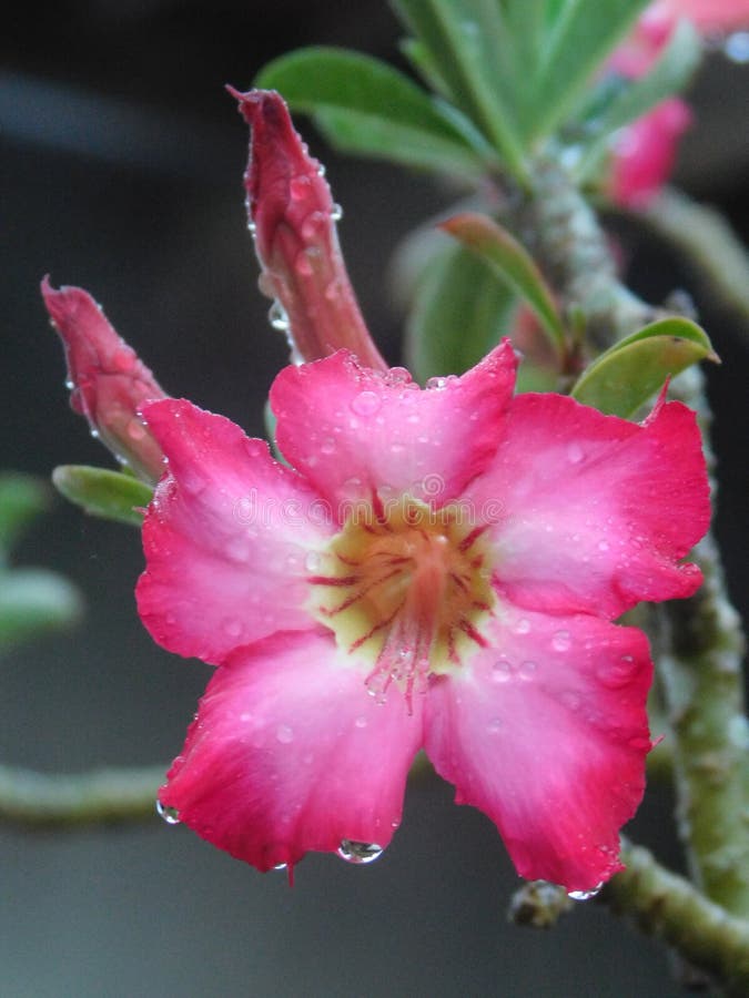 Adenium flower stock photo. Image of flowers, colorfull - 131278068
