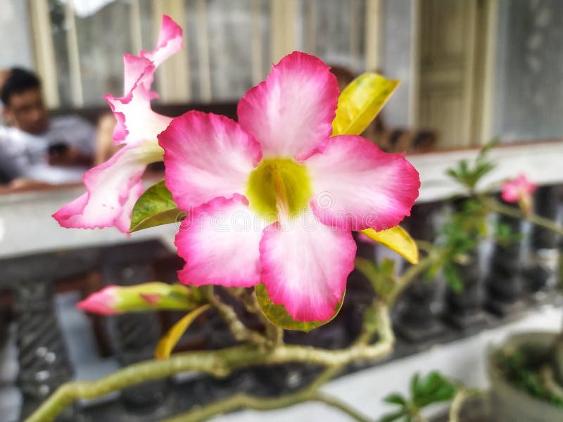 Adenium Flower Color Full at Garden Stock Image - Image of full ...