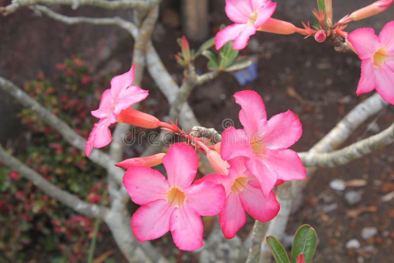Adenium Flower or Desert Rose in Indonesia Stock Image - Image of ...