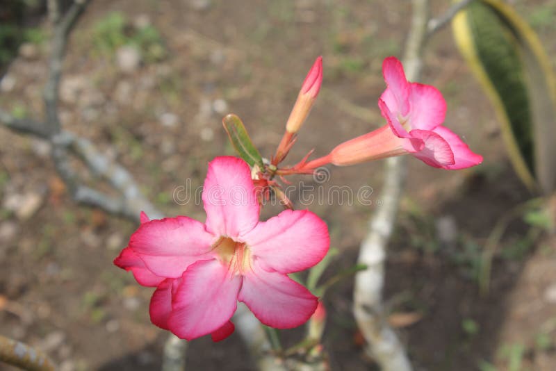 Adenium Flower or Desert Rose in Indonesia Stock Image - Image of petal ...