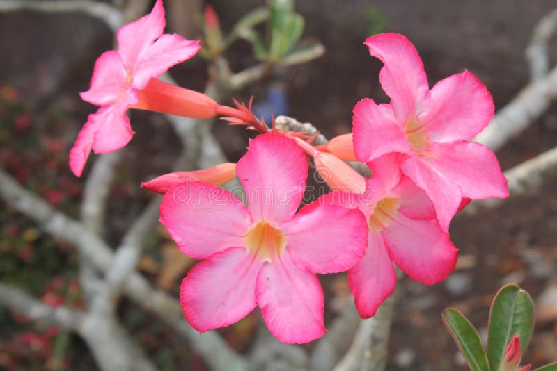 Adenium Flower or Desert Rose in Indonesia Stock Image - Image of ...