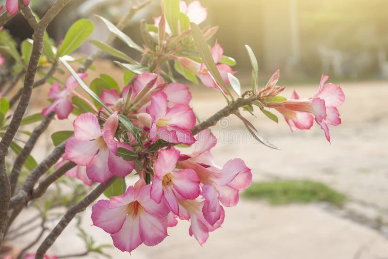 Pink Desert Rose, Mock Azalea, Pinkbignonia or Impala Lily Flowers on ...