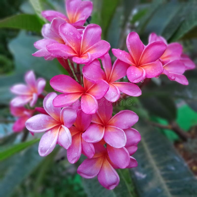 Adenium flower stock photo. Image of fresh, pink, flower - 261682374