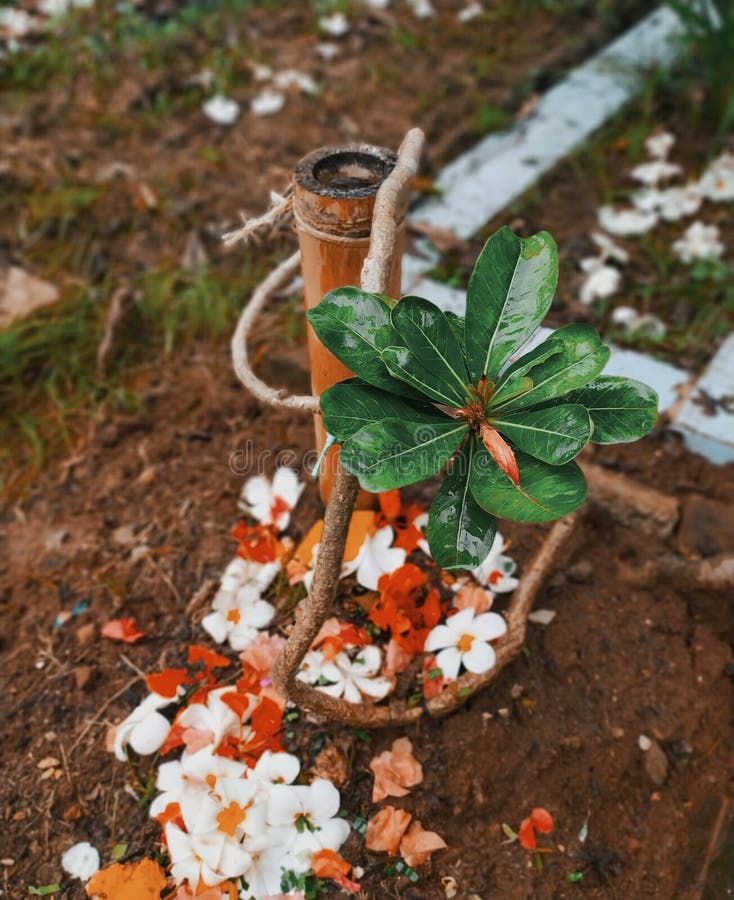 Adenium Flower at the Grave with a Lot of Another Flowers Stock Photo ...