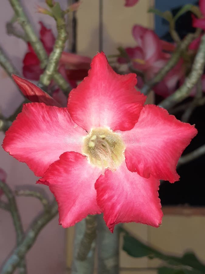 Adenium Flower that Has Bloomed Stock Photo - Image of rose, pink ...