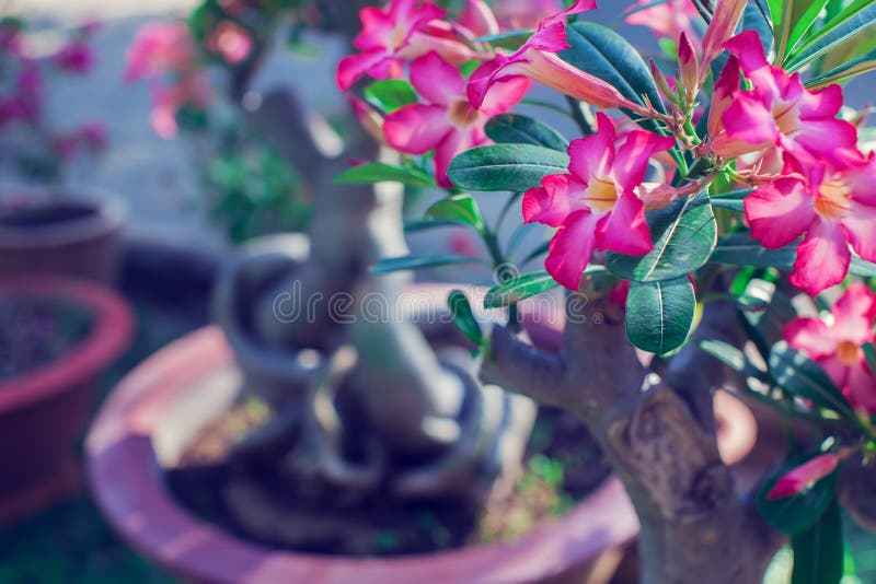 Adenium Flower Adenium Multiflorum Desert Rose Stock Image - Image of ...
