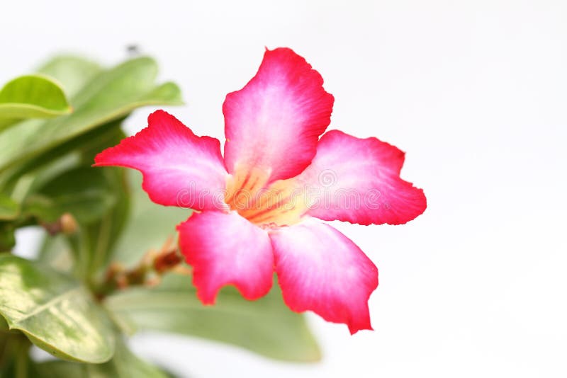 Adenium flower stock image. Image of biology, beauty - 33019073