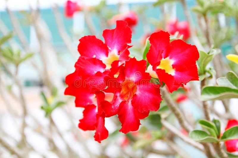 Adenium flower stock image. Image of decorative, pink - 33933125