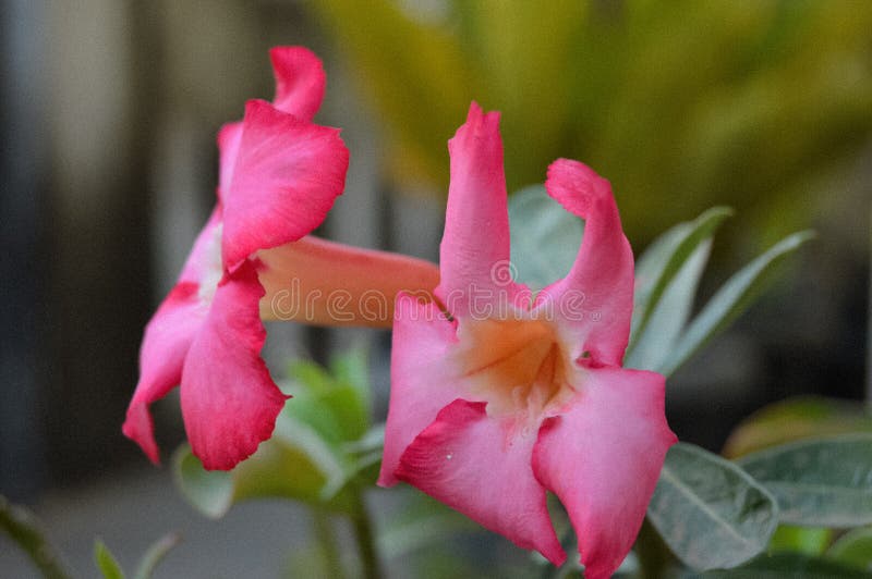 Adenium flower pink color stock photo. Image of outdoor - 215514102