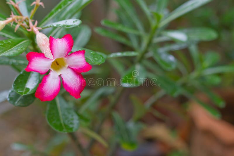 Adenium flower stock photo. Image of flower, floral, botanic - 55839948