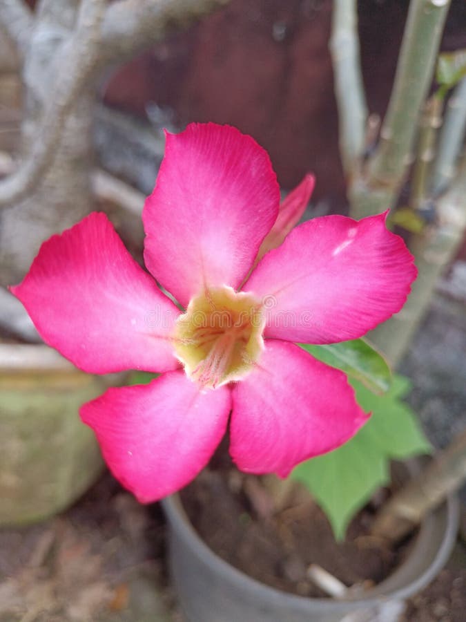 Adenium Flower in Pot Bloom in Summer Stock Image - Image of bloom ...
