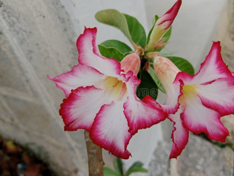 Adenium Flowers Bloom with White and Red on the Edges of the Petals ...