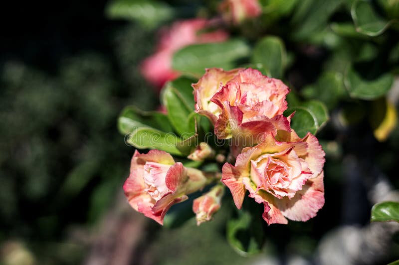 Adenium Flowers Have Three Colors Mixed Together Stock Image - Image of ...