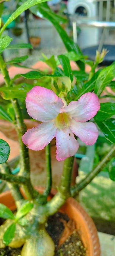 Adenium Flowers are Pink and White Which are so Rare. Stock Image ...