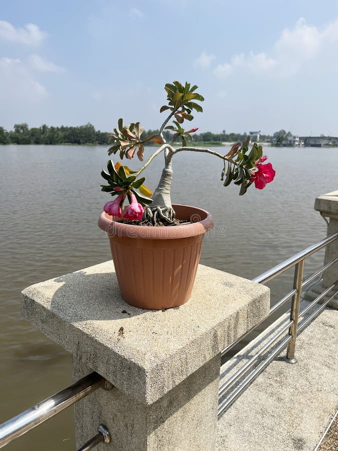 Adenium flowers in the pot stock image. Image of nature - 306901657