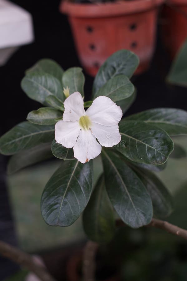 The adenium flowers stock image. Image of desert, colors - 307410963