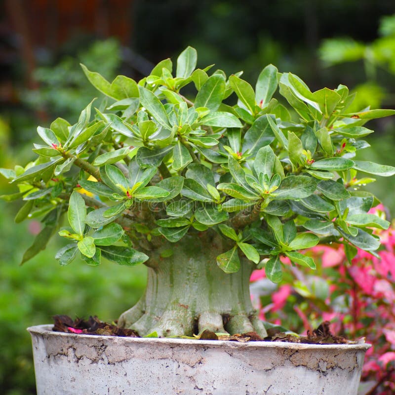 Adenium green Thailand stock image. Image of food, adenium - 199908559