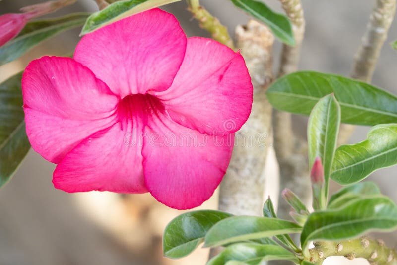 Adenium Hermosa Flor Thai Rosa Natural Imagen de archivo - Imagen de ...