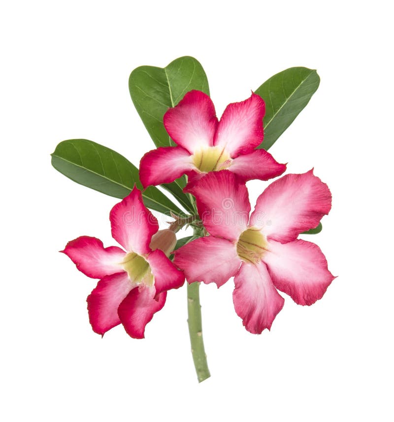 Adenium Isolated on White Background Stock Image - Image of flowers ...