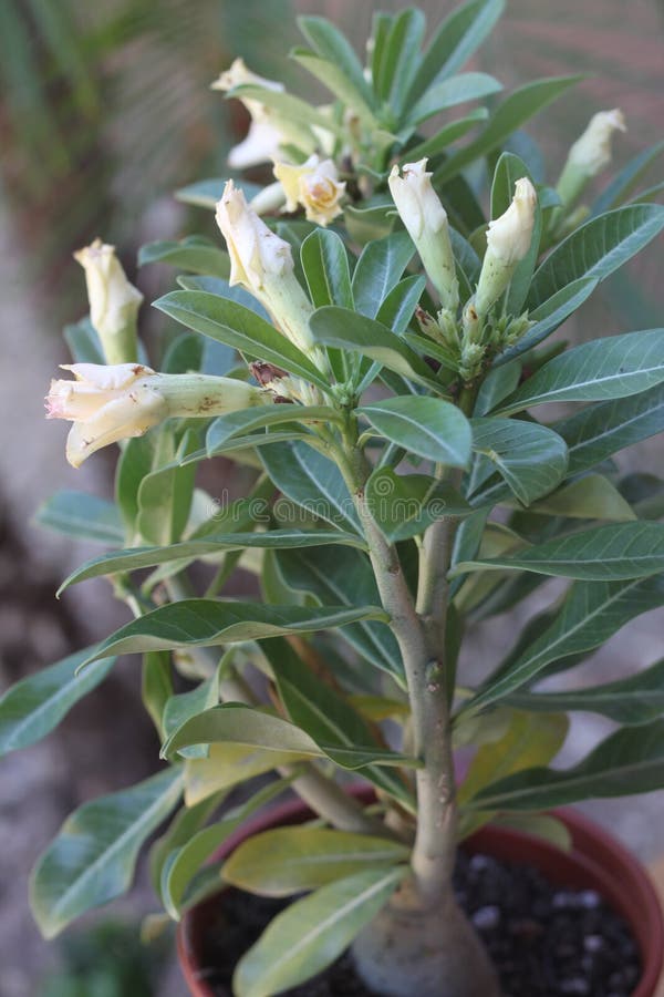 Adenium ivory 0272 stock image. Image of blossom, color - 190175105