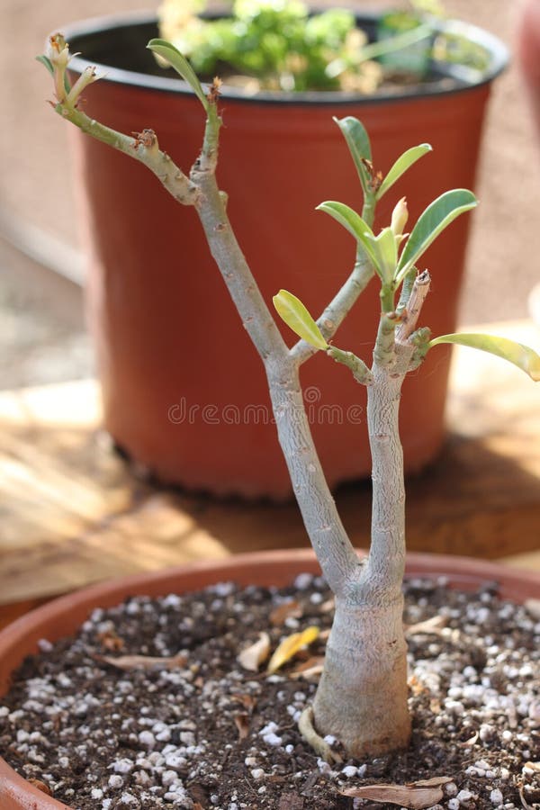 Adenium leaves 0216 stock photo. Image of beauty, cluster - 189154514